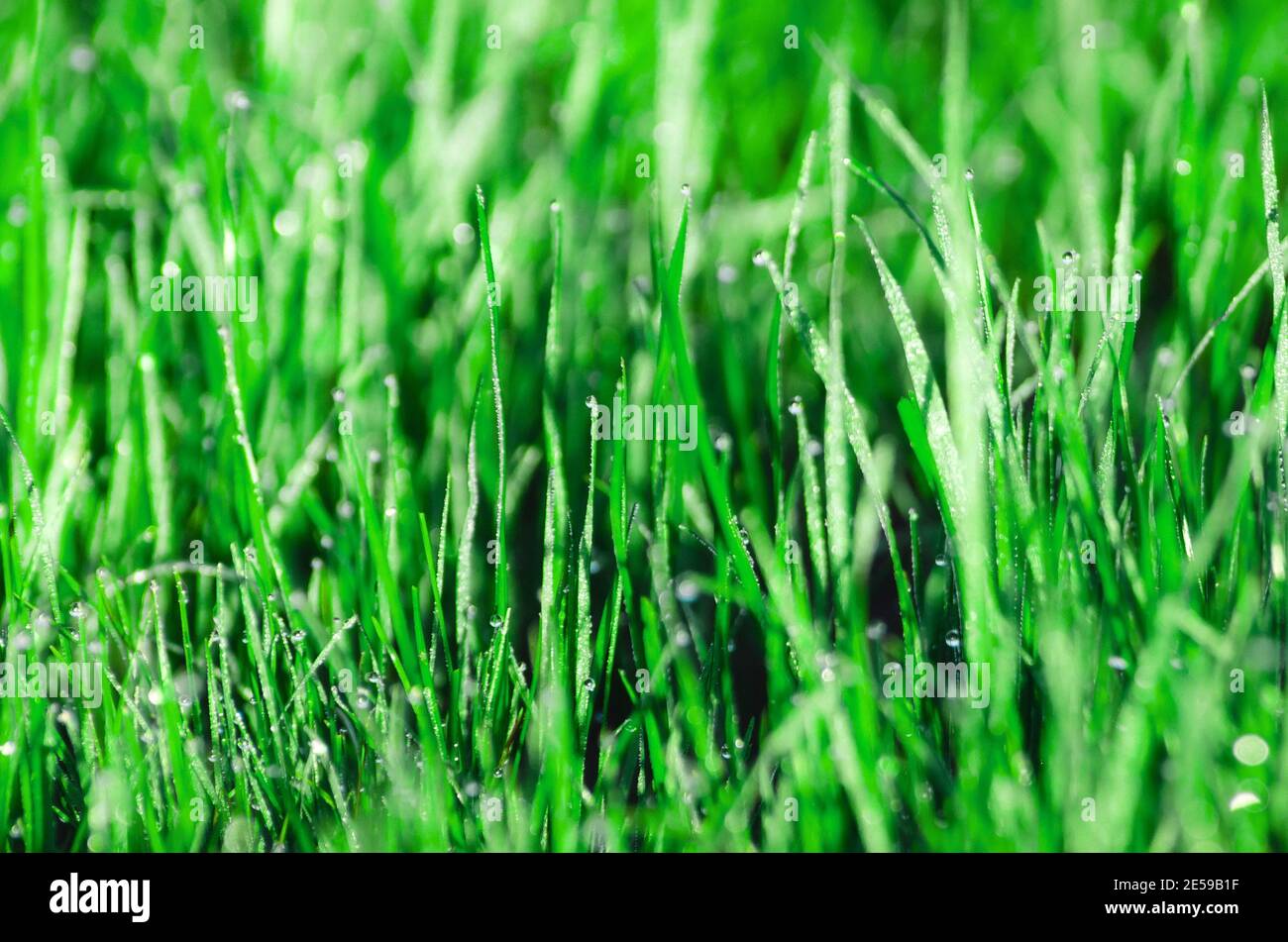Dew on the grass. Beautiful natural spring blurred background. Morning ...