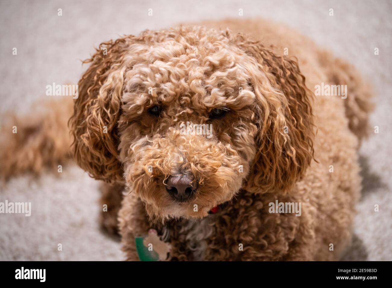 Australian Labradoodle is a mix between the Labrador Retriever, Poodle ...