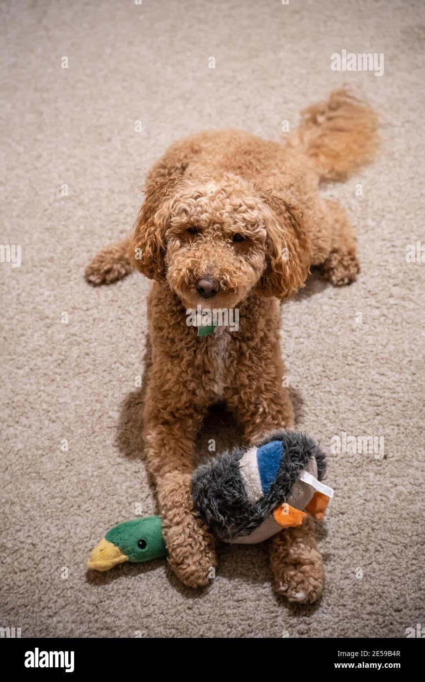Australian Labradoodle is a mix between the Labrador Retriever, Poodle ...