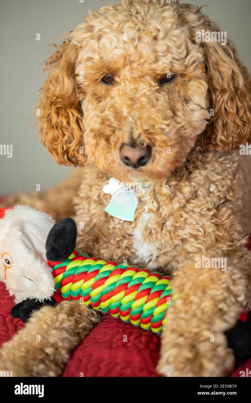Australian Labradoodle is a mix between the Labrador Retriever, Poodle ...