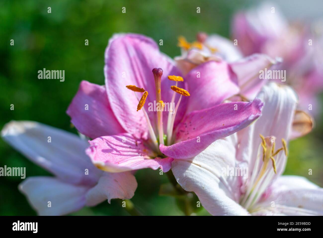 A beautiful pink lily blooms in the garden Stock Photo - Alamy