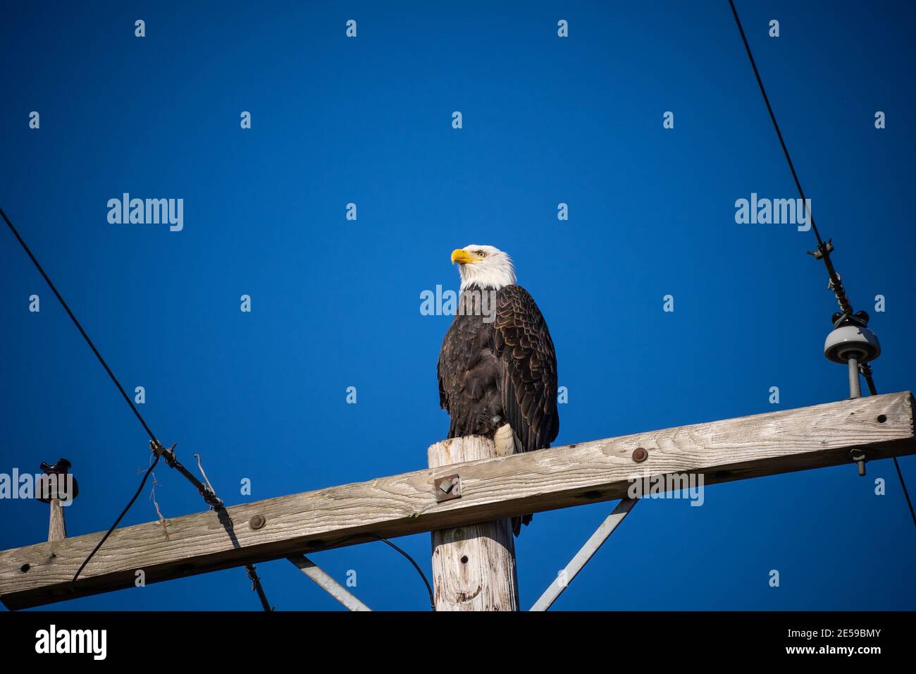 Bald eagle (Haliaeetus leucocephalus) is a bird of prey found in North ...
