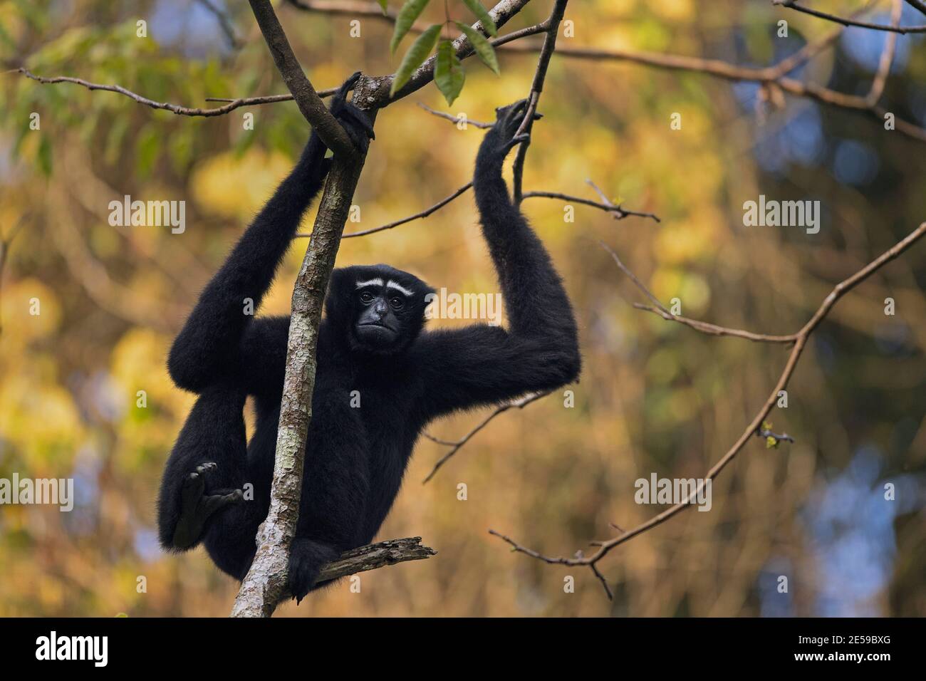 THe image of Hoolock gibbon (Hoolock hoolock) was taken in Gibbbon ...