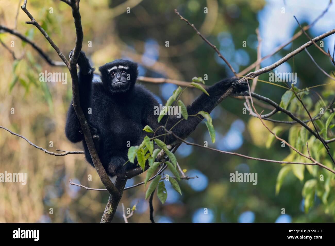 THe image of Hoolock gibbon (Hoolock hoolock) was taken in Gibbbon ...