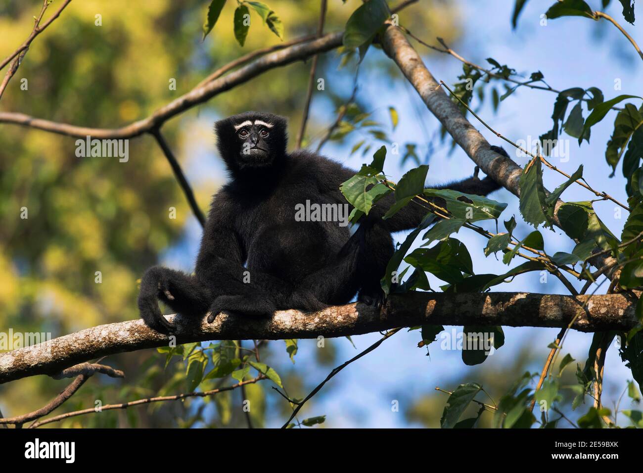 THe image of Hoolock gibbon (Hoolock hoolock) was taken in Gibbbon ...