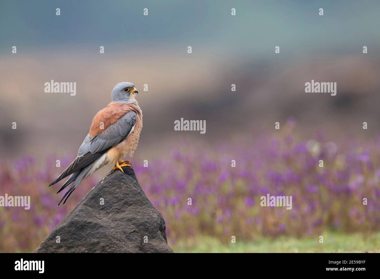 The image of lesser kestrel (Falco naumanni) was taken at Lonavala ...