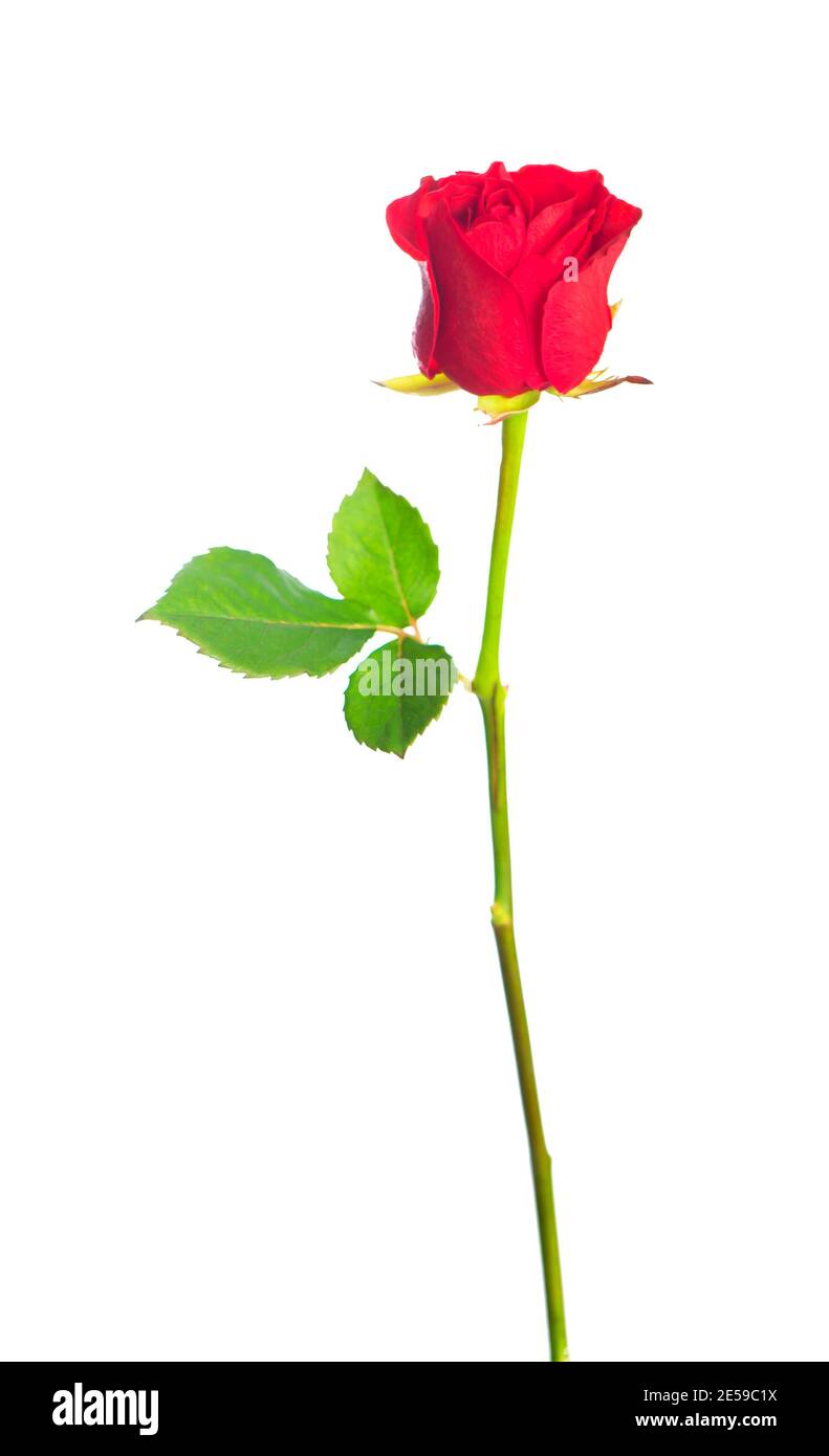 isolated red rose flower on a white background Stock Photo - Alamy