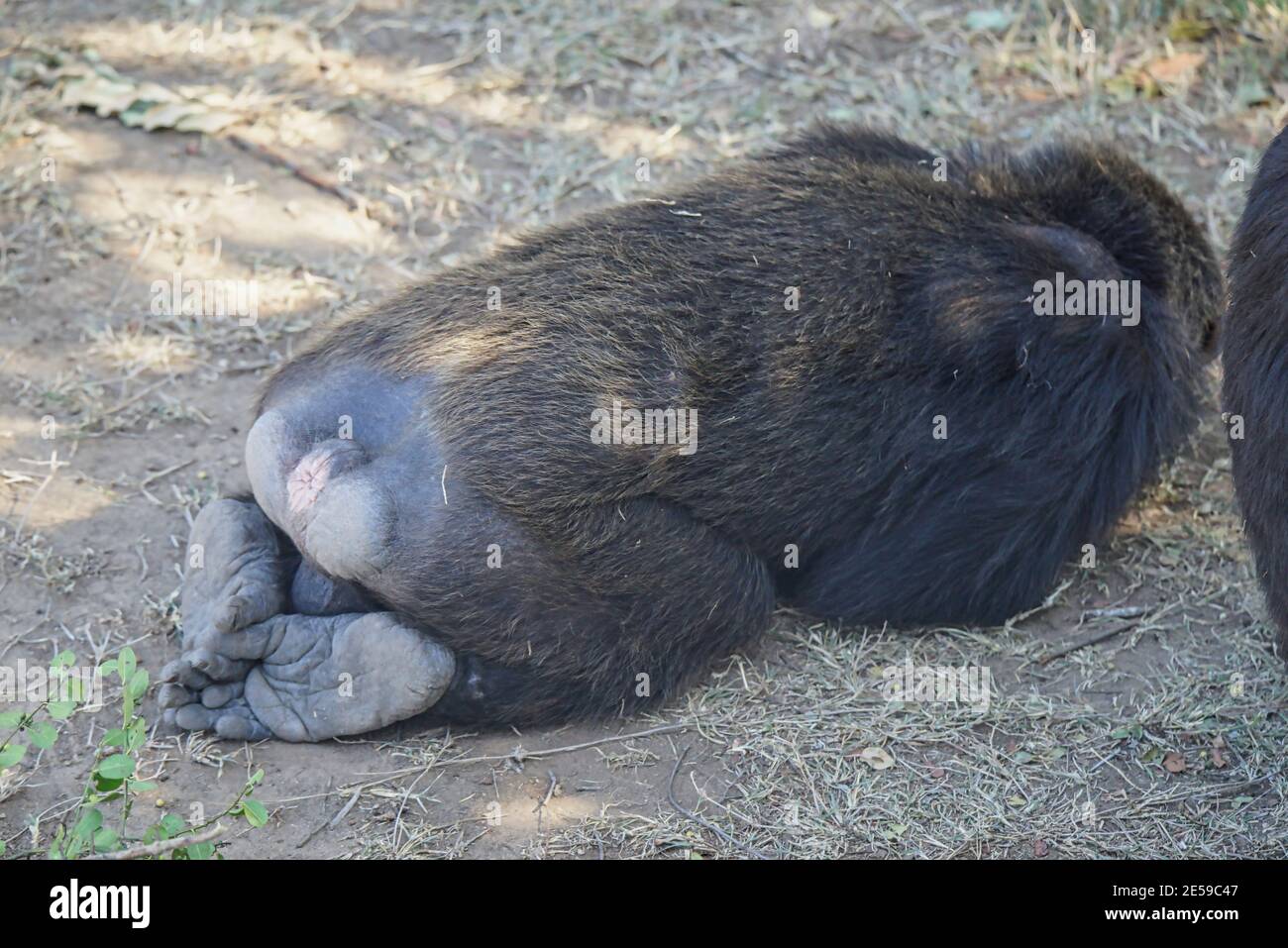 The chimpanzee leaned against the grass. Buttocks and feet face the ...
