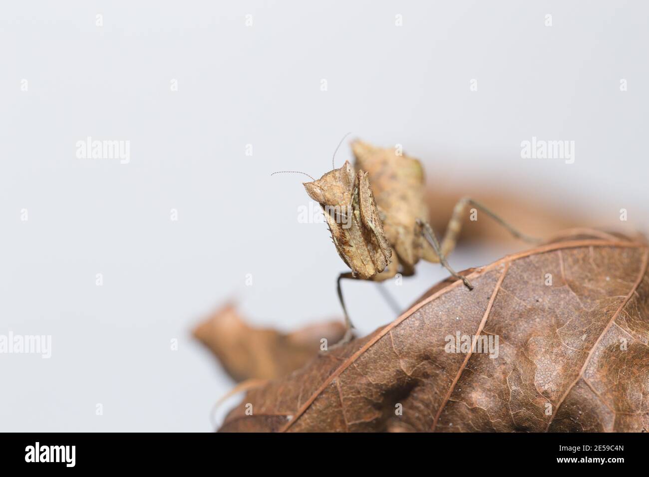South American dead leaf mantis (Decimiana bolivari Stock Photo - Alamy