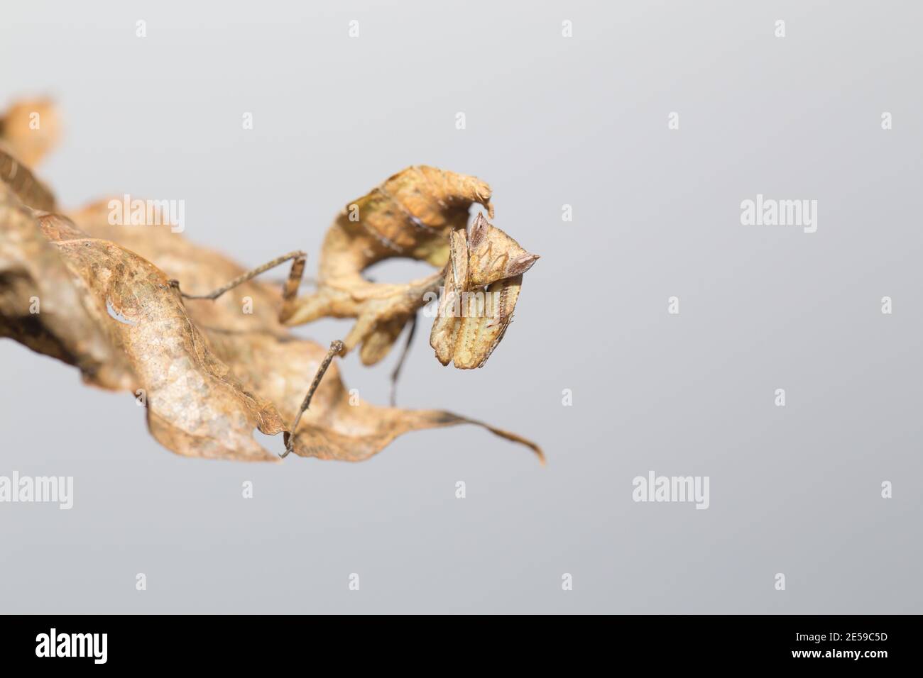 South American dead leaf mantis (Decimiana bolivari Stock Photo - Alamy