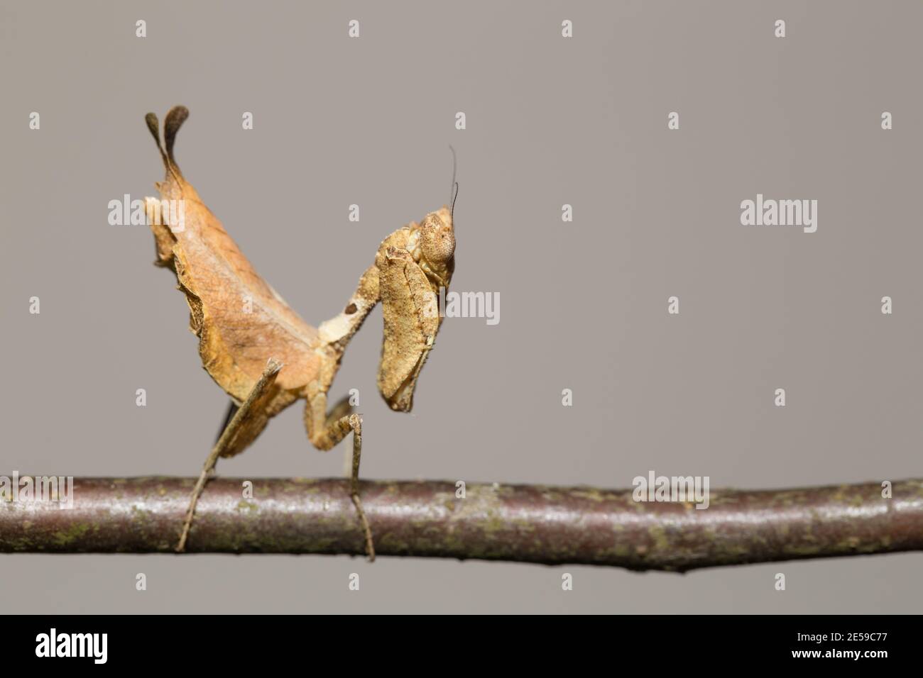 South American dead leaf mantis (Decimiana bolivari Stock Photo - Alamy