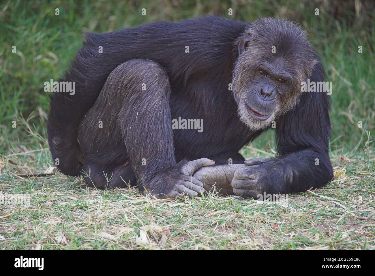 Human like creature hi-res stock photography and images - Alamy