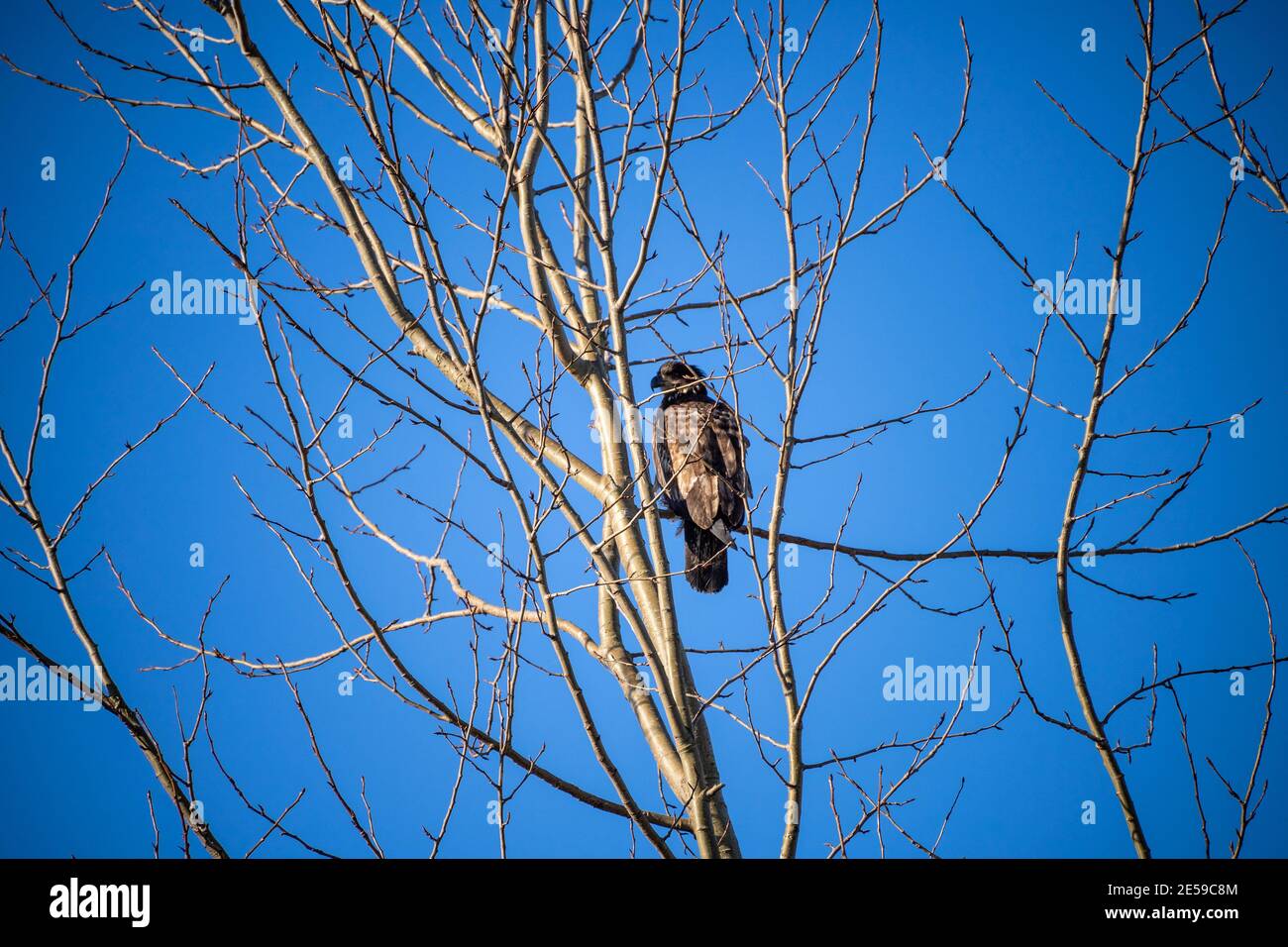 Skagit river fowl hi-res stock photography and images - Alamy