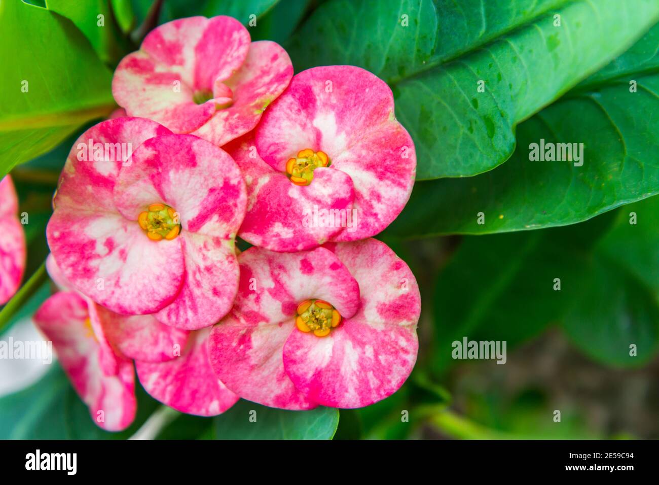 Crown of thorns flowers : Euphorbia milli Desmoul, Flower Stock Photo ...