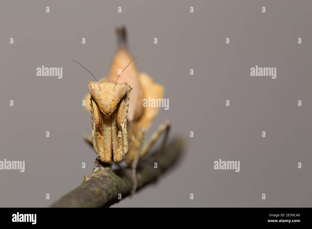 South American dead leaf mantis (Decimiana bolivari Stock Photo - Alamy