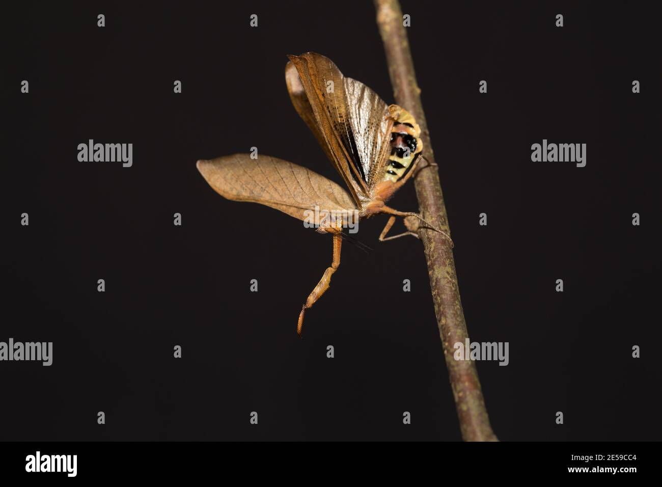 South American dead leaf mantis (Decimiana bolivari Stock Photo - Alamy