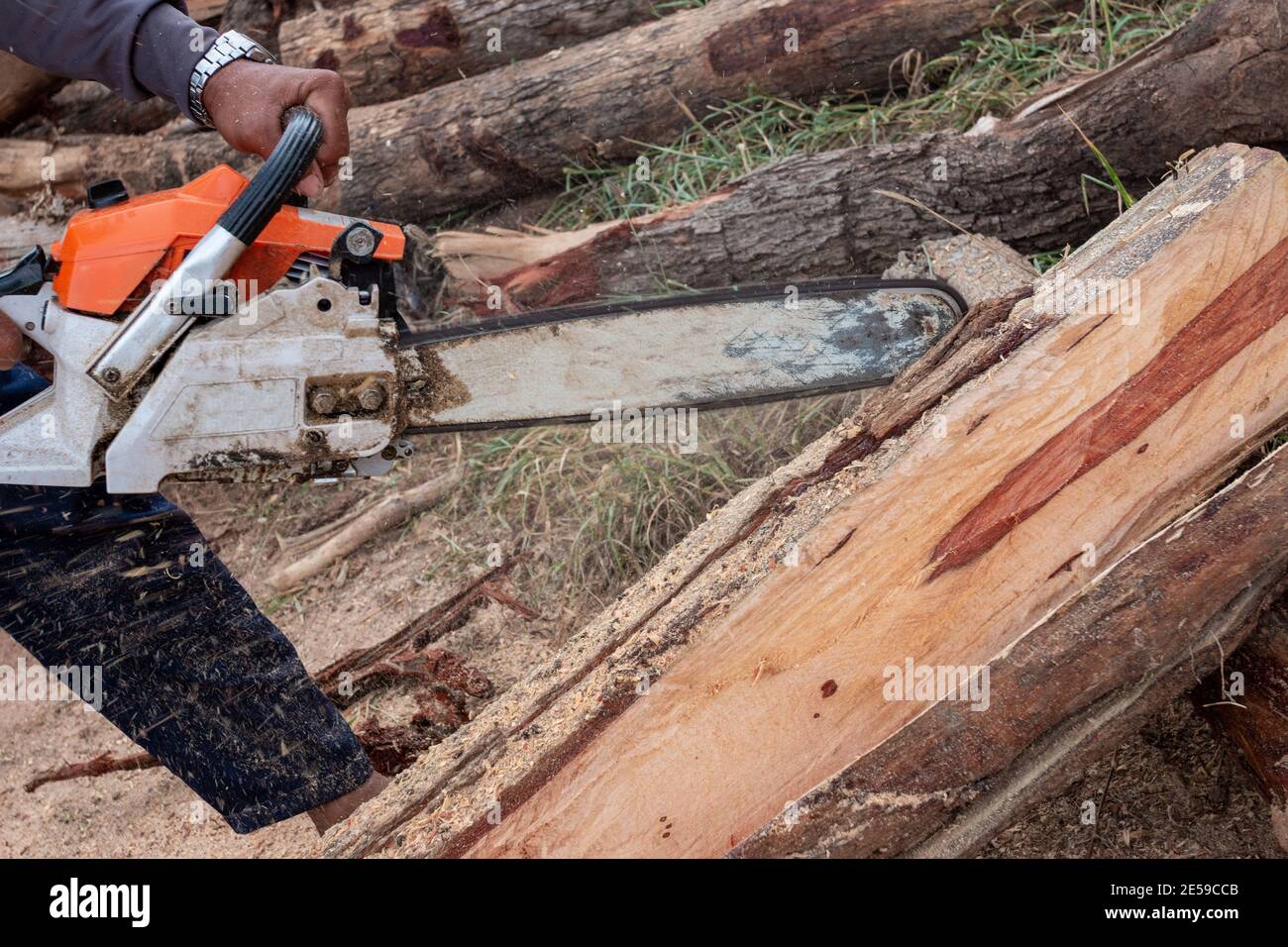 The worker works with a chainsaw. Chainsaw close up. Woodcutter saws ...