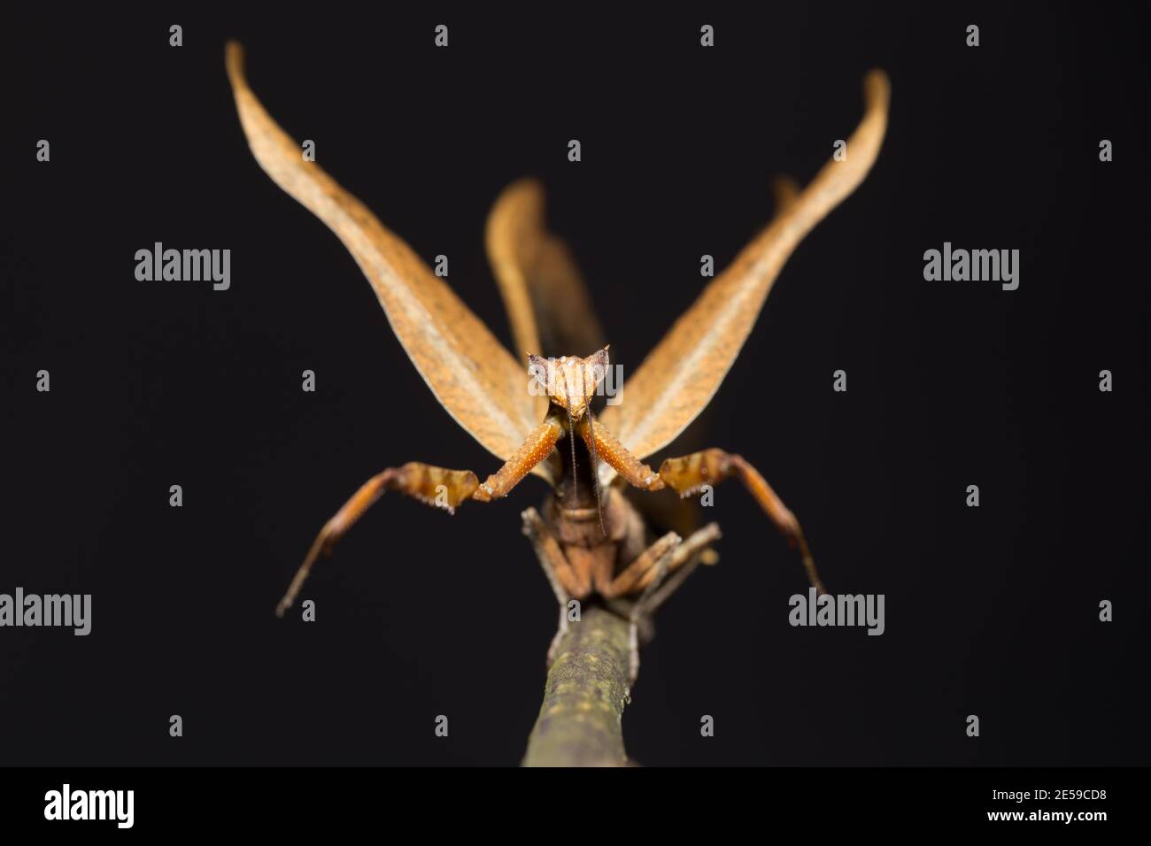 South American dead leaf mantis (Decimiana bolivari Stock Photo - Alamy