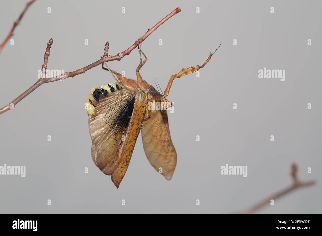 South American dead leaf mantis (Decimiana bolivari Stock Photo - Alamy