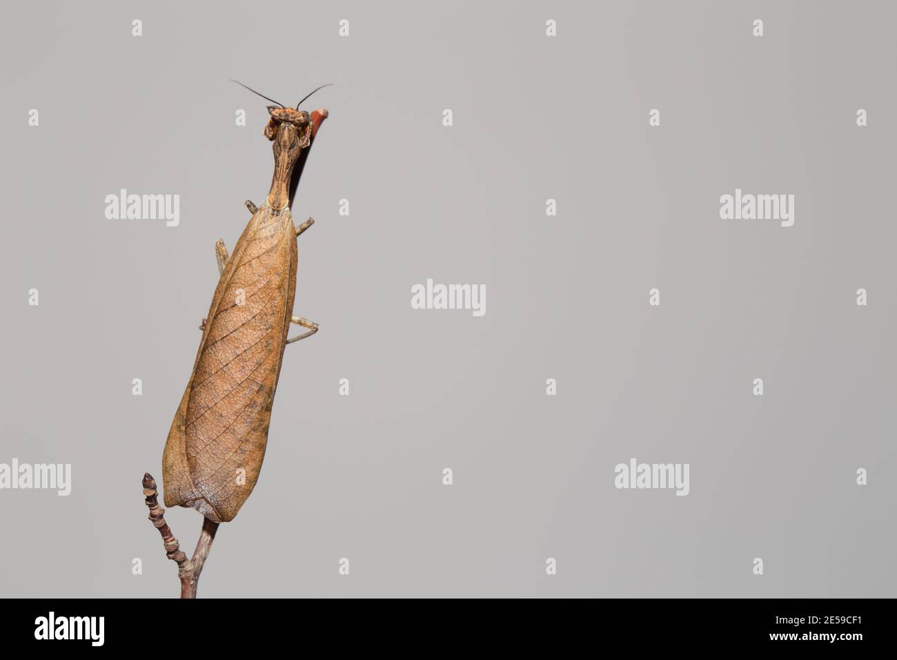 Dead leaf mantis camouflage hi-res stock photography and images - Alamy