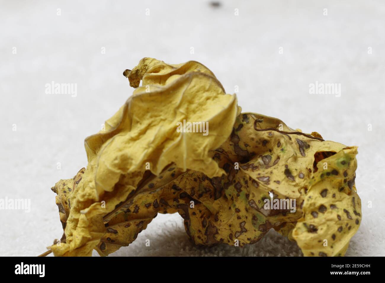 Isolated shot of the dried leaf on a white fur fabric Stock Photo - Alamy
