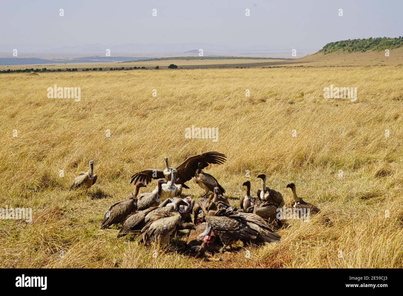 Africa decompose animal hi-res stock photography and images - Alamy