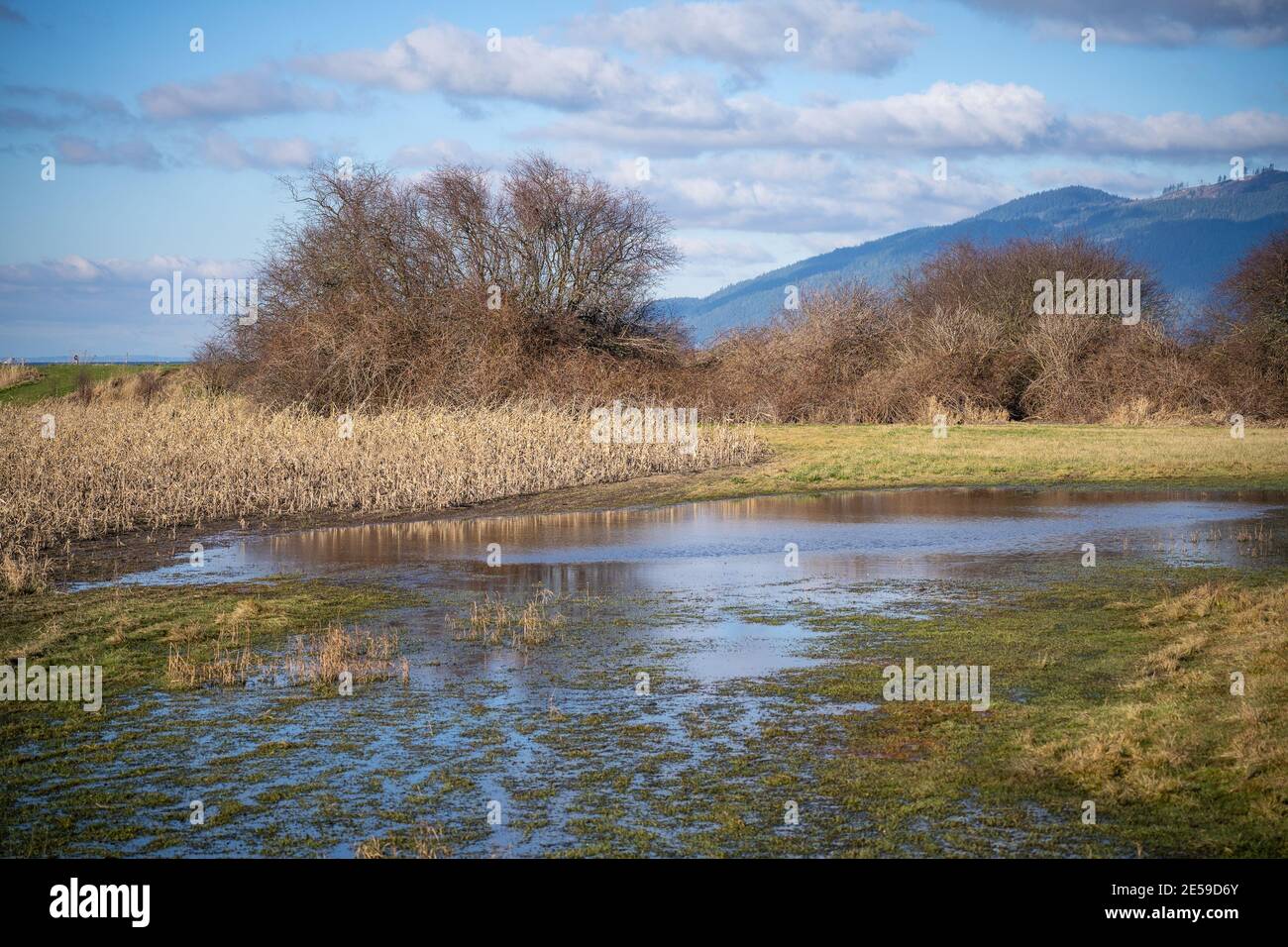 Skagit river fowl hi-res stock photography and images - Alamy