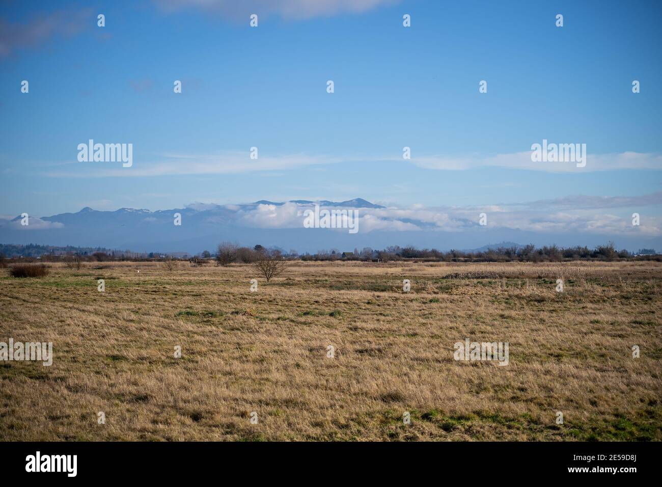 Skagit river fowl hi-res stock photography and images - Alamy