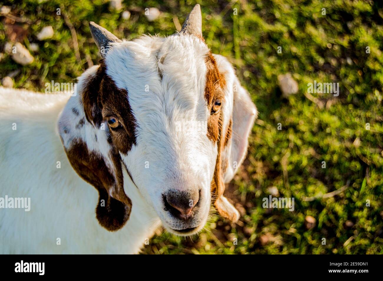 Goat in field hi-res stock photography and images - Alamy