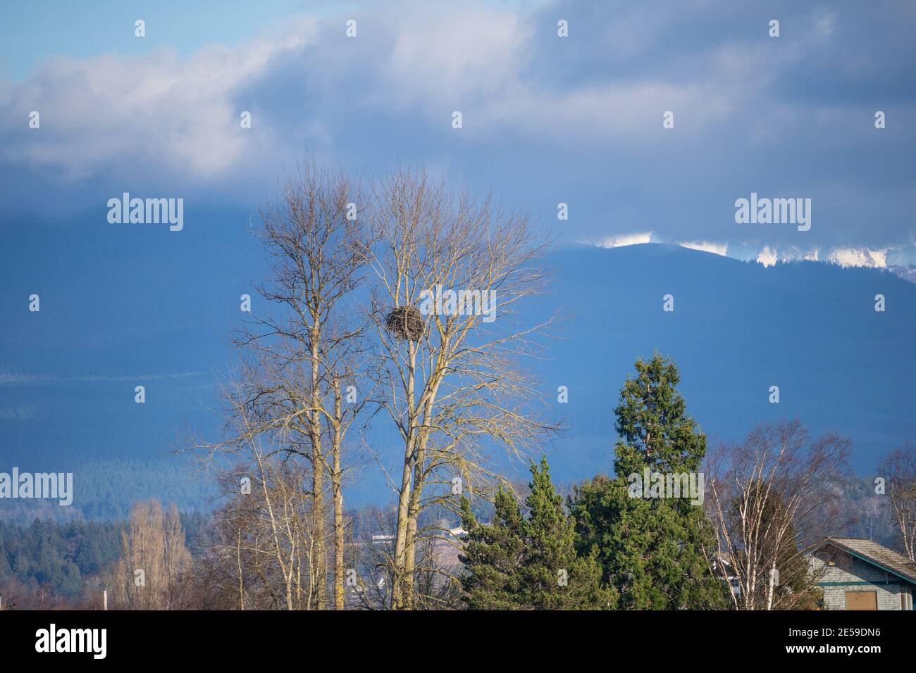 The tree is a cottonwood and is ideally located for eagles. There are ...