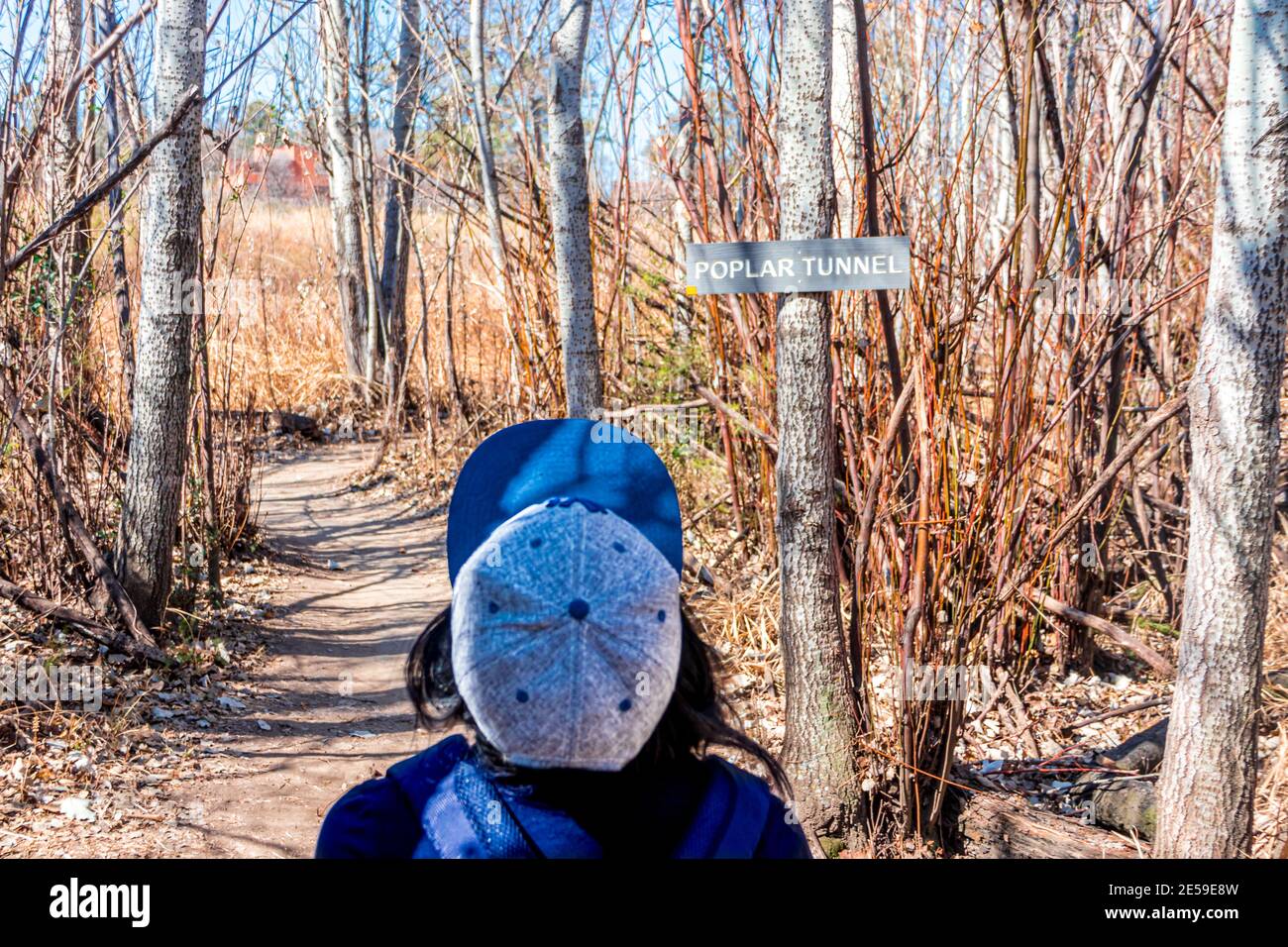Woman watching trees Stock Photo - Alamy