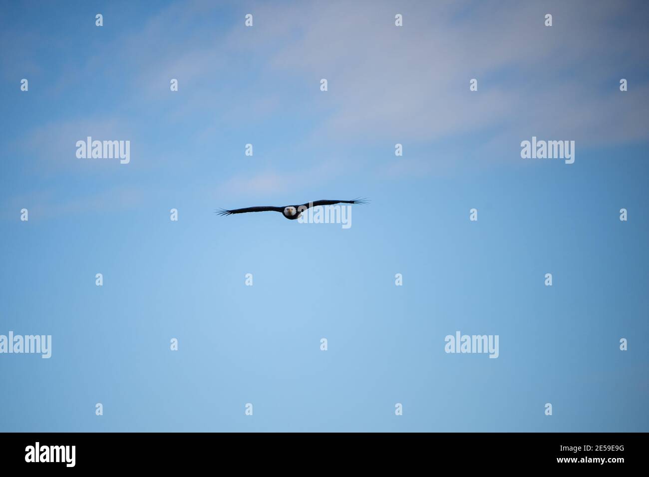 Bald bird hi-res stock photography and images - Alamy