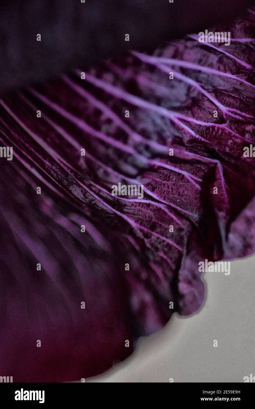 Purple hollyhocks hi-res stock photography and images - Alamy