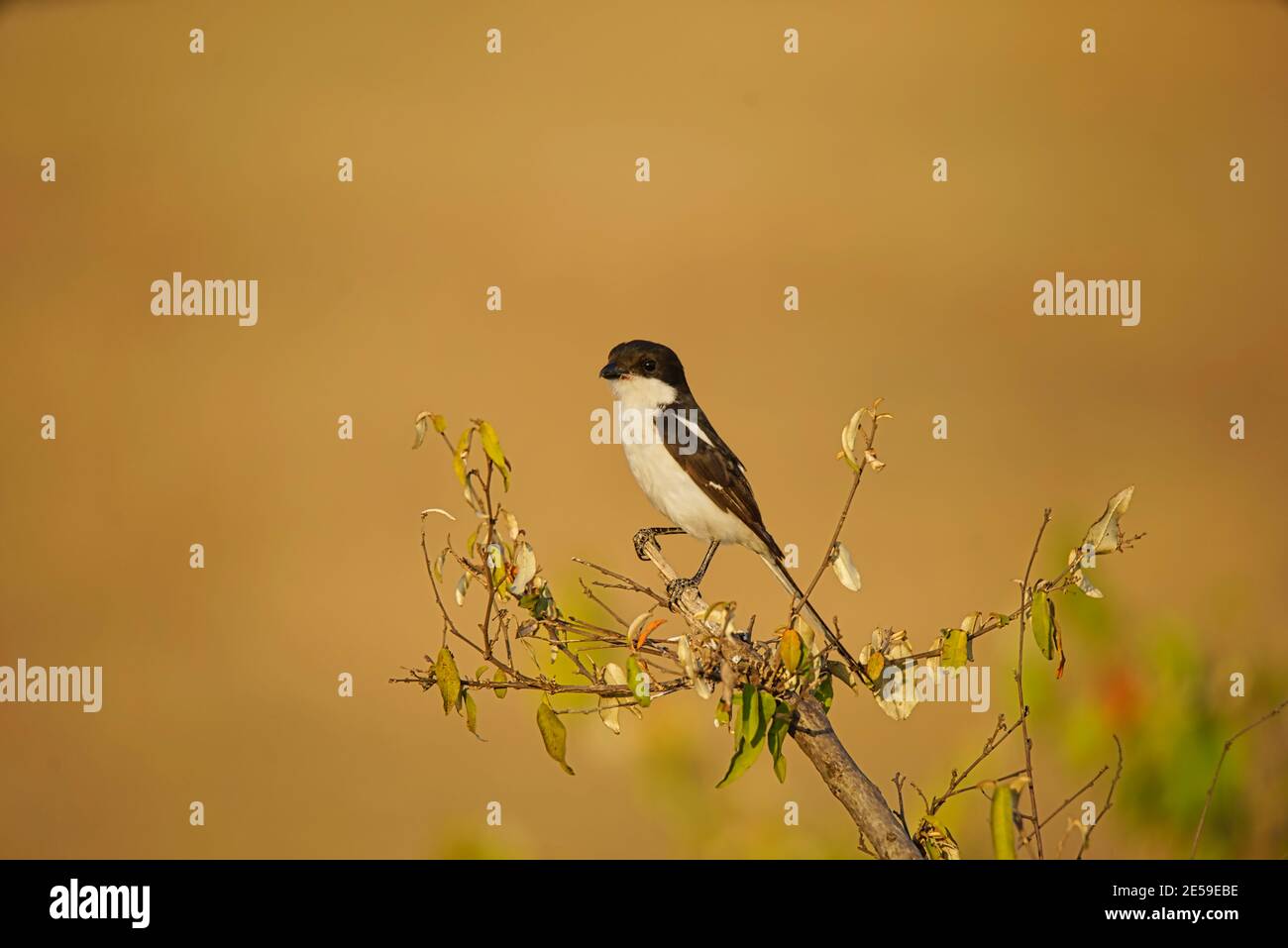 The Long-Tail Fiscal Shrike (Lanius cabanisi) stands on the treetop ...