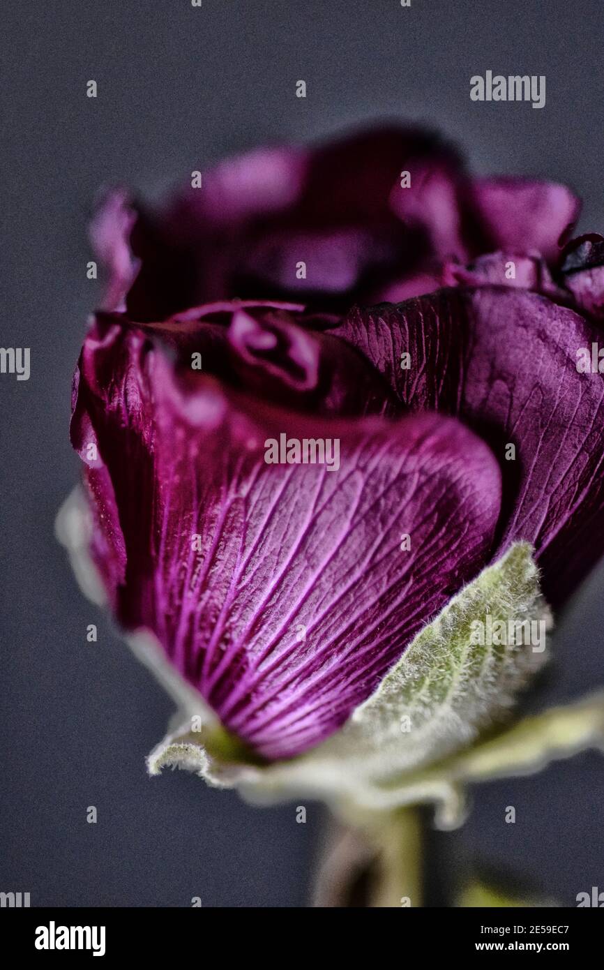 Alcea Rosea Hollyhocks Cottage High Resolution Stock Photography and ...
