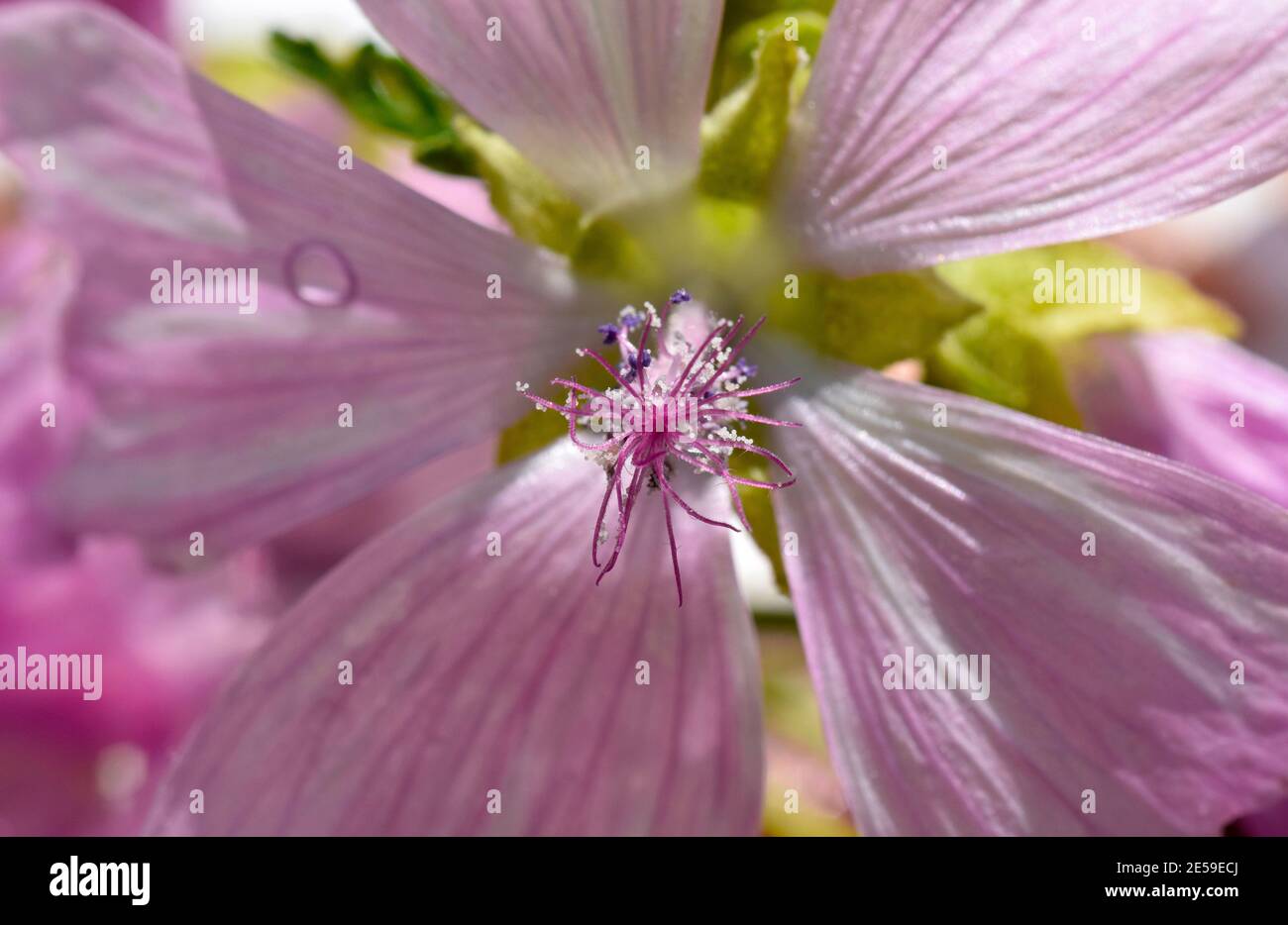 Mallow blooms hi-res stock photography and images - Alamy