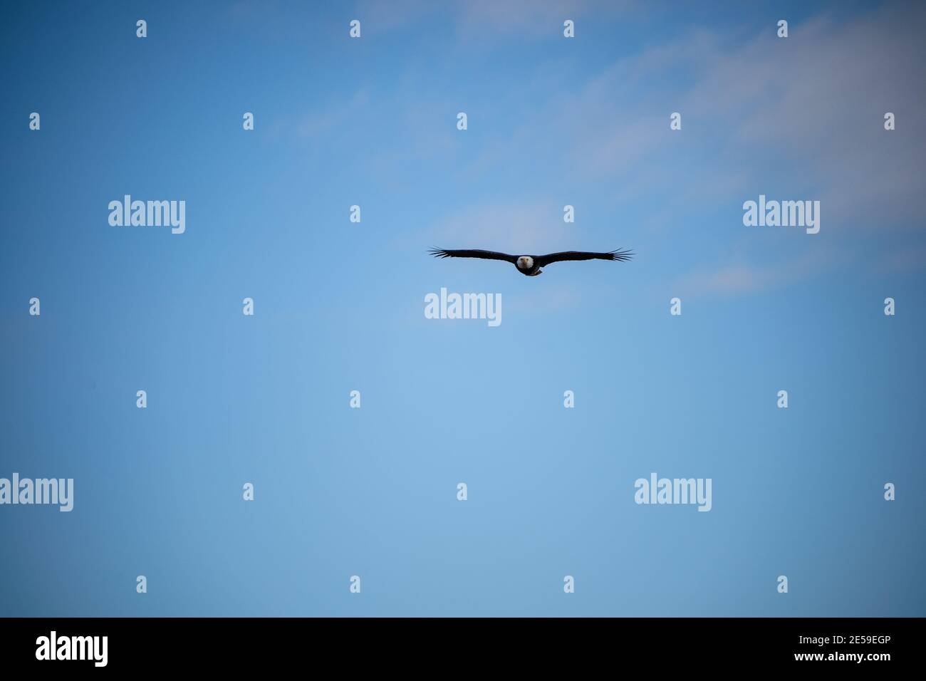 Bald bird hi-res stock photography and images - Alamy