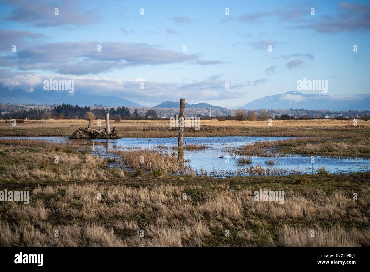 Skagit river fowl hi-res stock photography and images - Alamy