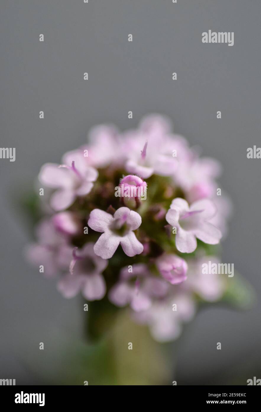 pink chintz thyme flowers Stock Photo - Alamy