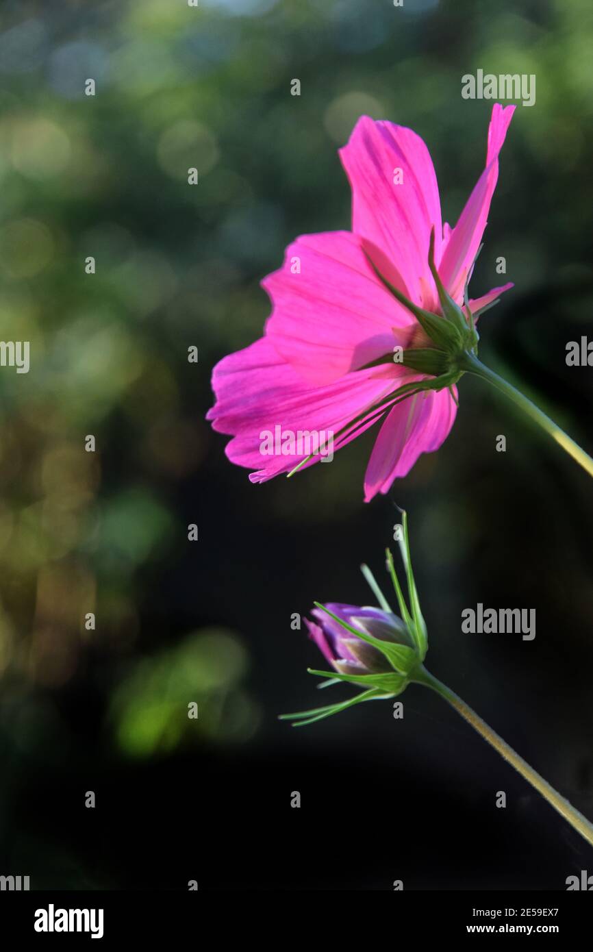 deep pink cosmos flower and bud Stock Photo - Alamy