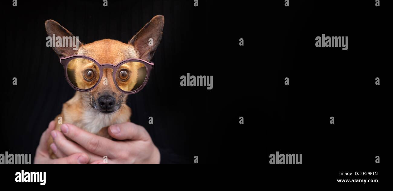 Intelligent look dog wearing the eyeglass in the arms on black with ...