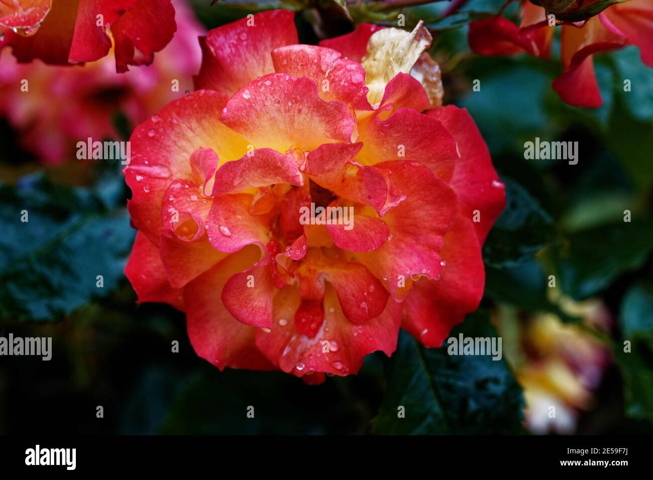 Yellow rose with red edges hi-res stock photography and images - Alamy