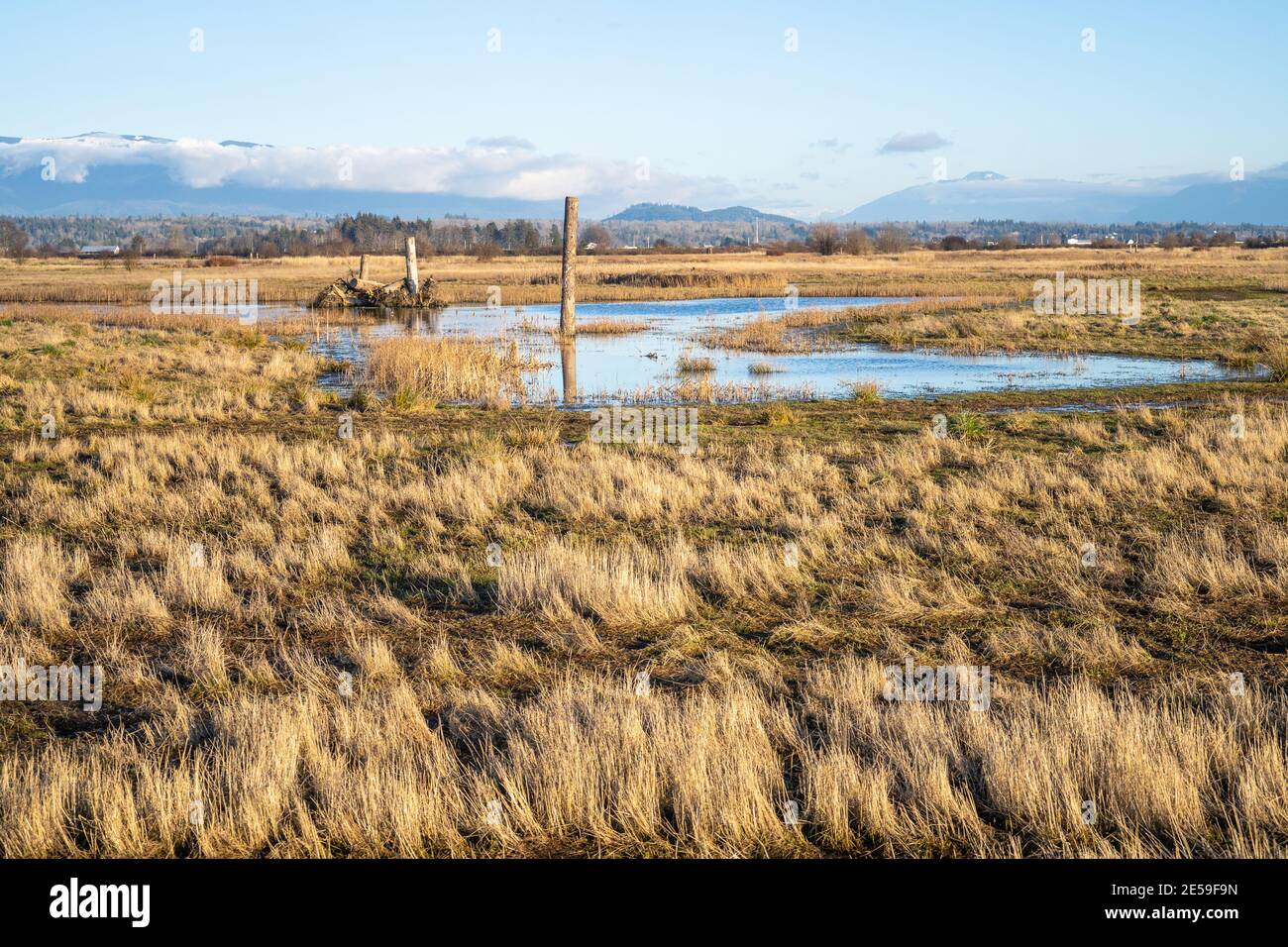 Skagit river fowl hi-res stock photography and images - Alamy
