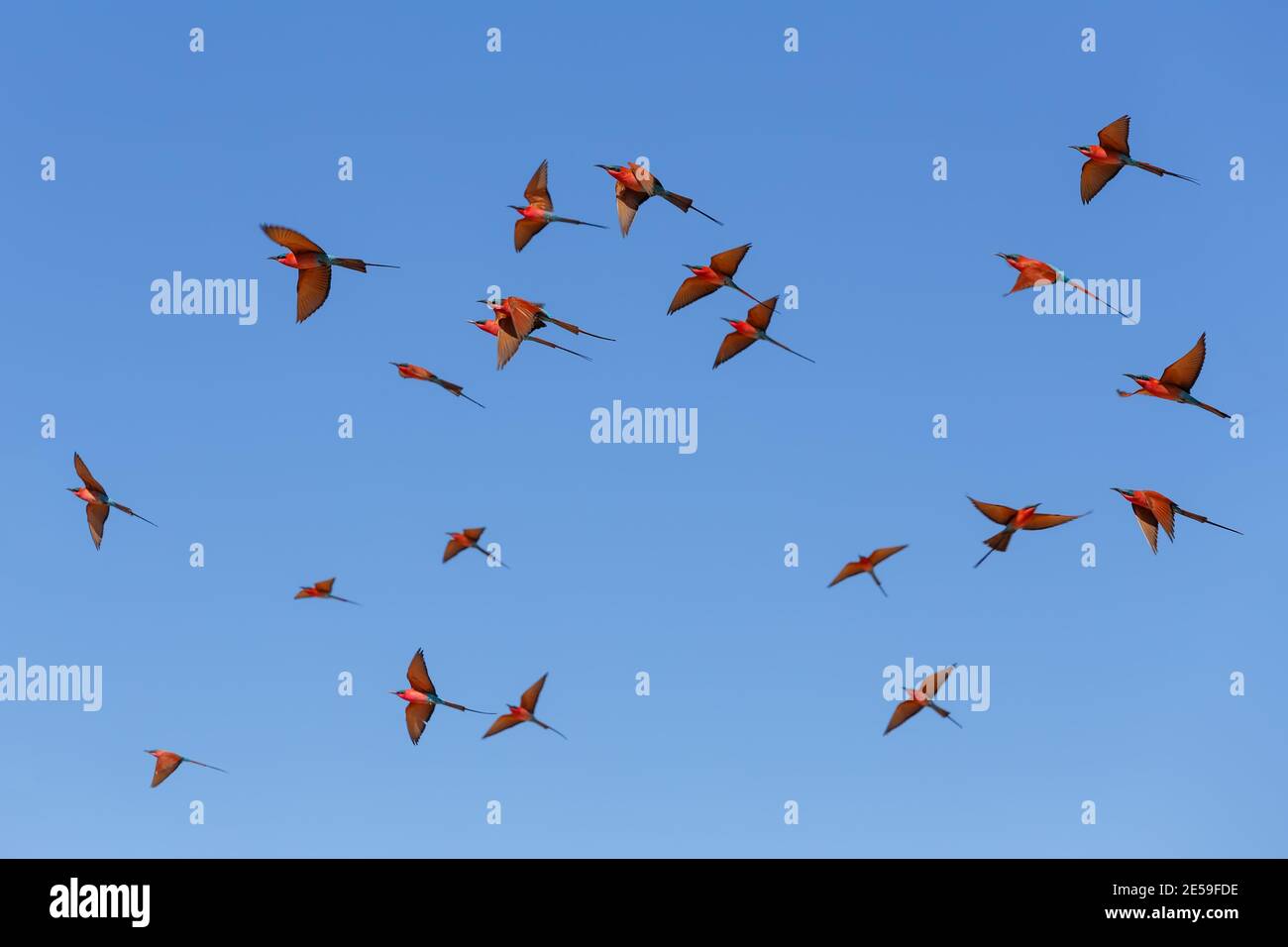 flying flock of Bird Northern Carmine Bee-eater in large nesting colony ...