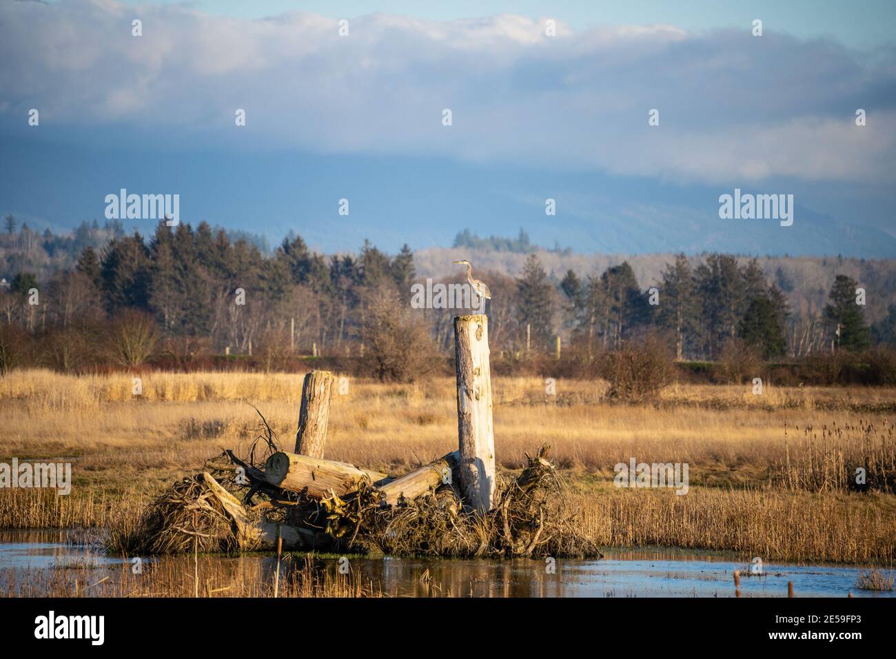 Great blue heron (Ardea herodias) is a large wading bird in the heron ...