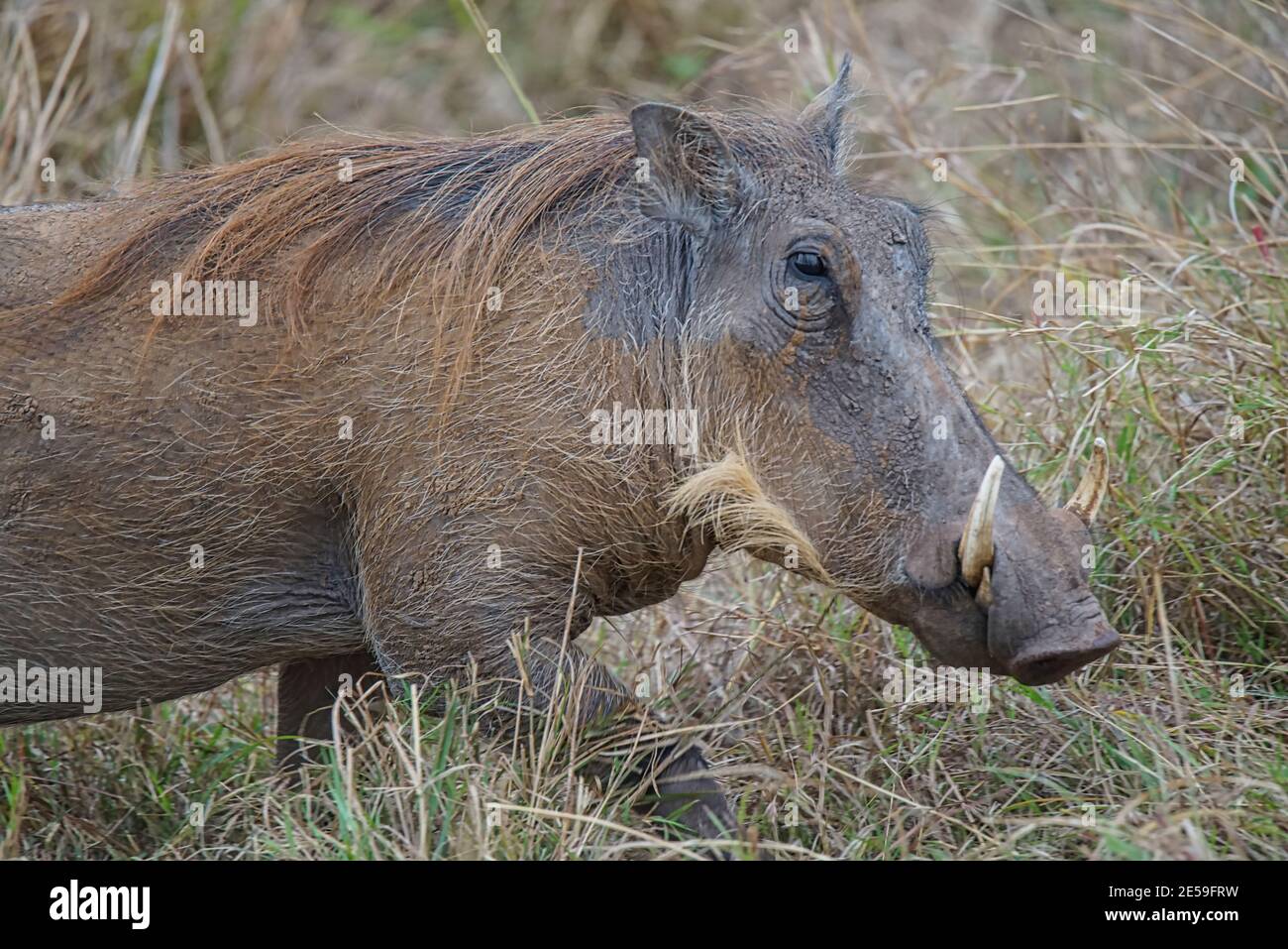 Fangs hi-res stock photography and images - Alamy
