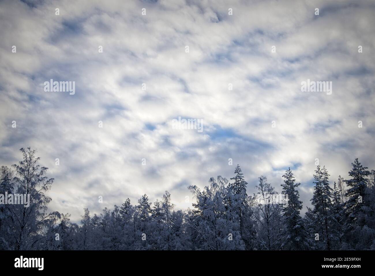 Cloudy winter sky with snow covered tree tops Stock Photo - Alamy