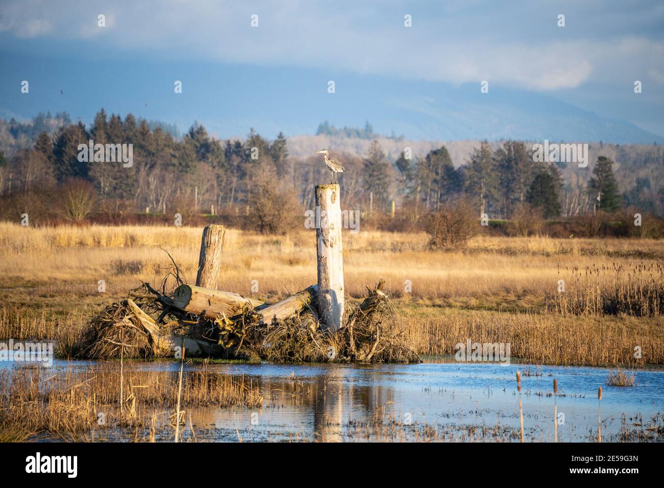 Great blue heron (Ardea herodias) is a large wading bird in the heron ...