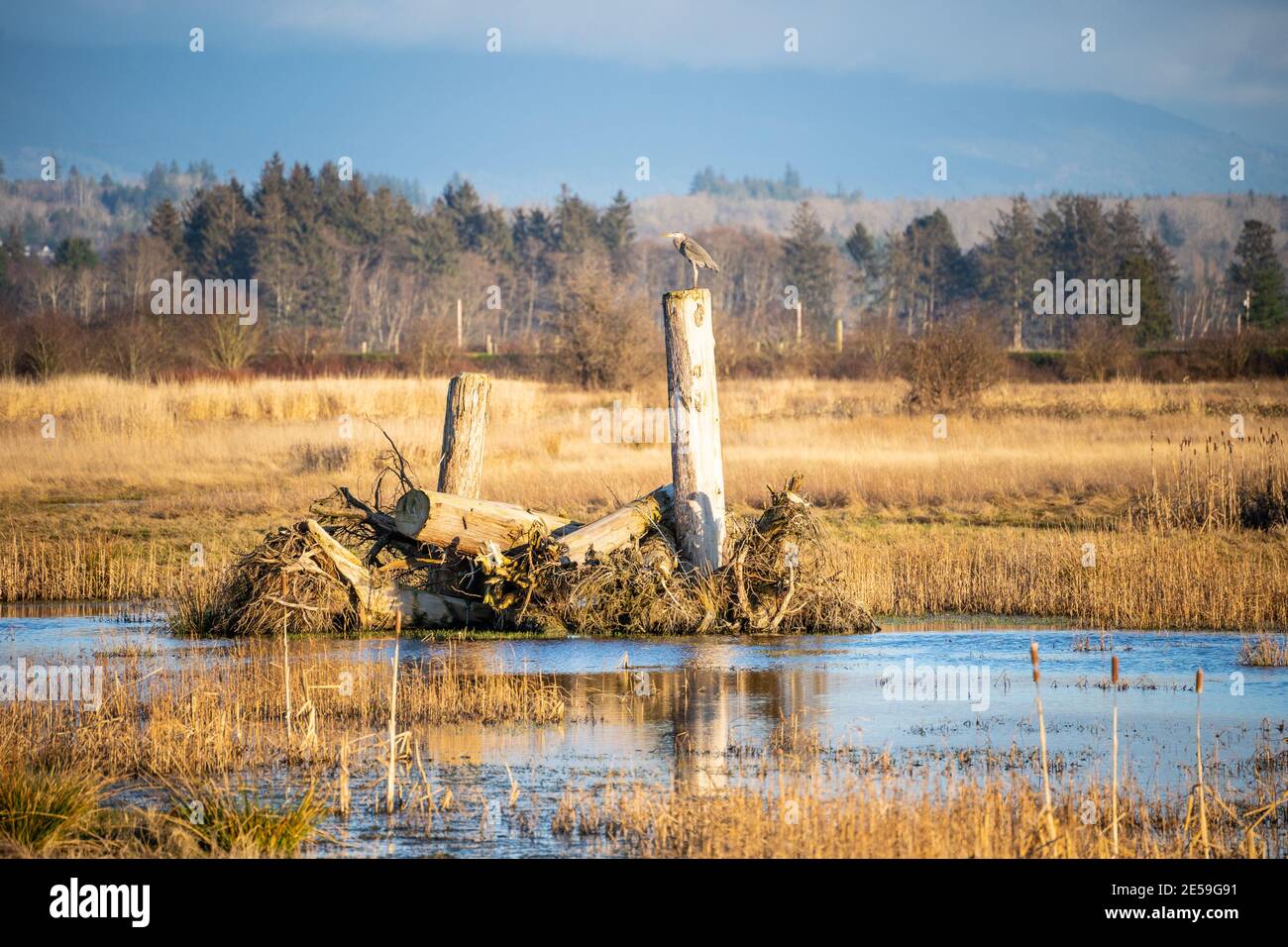 Great blue heron (Ardea herodias) is a large wading bird in the heron ...