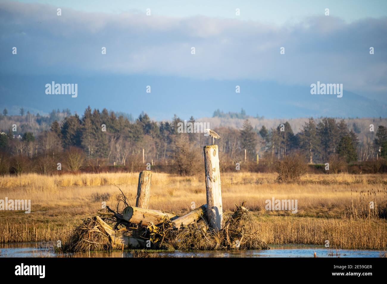 Great blue heron (Ardea herodias) is a large wading bird in the heron ...